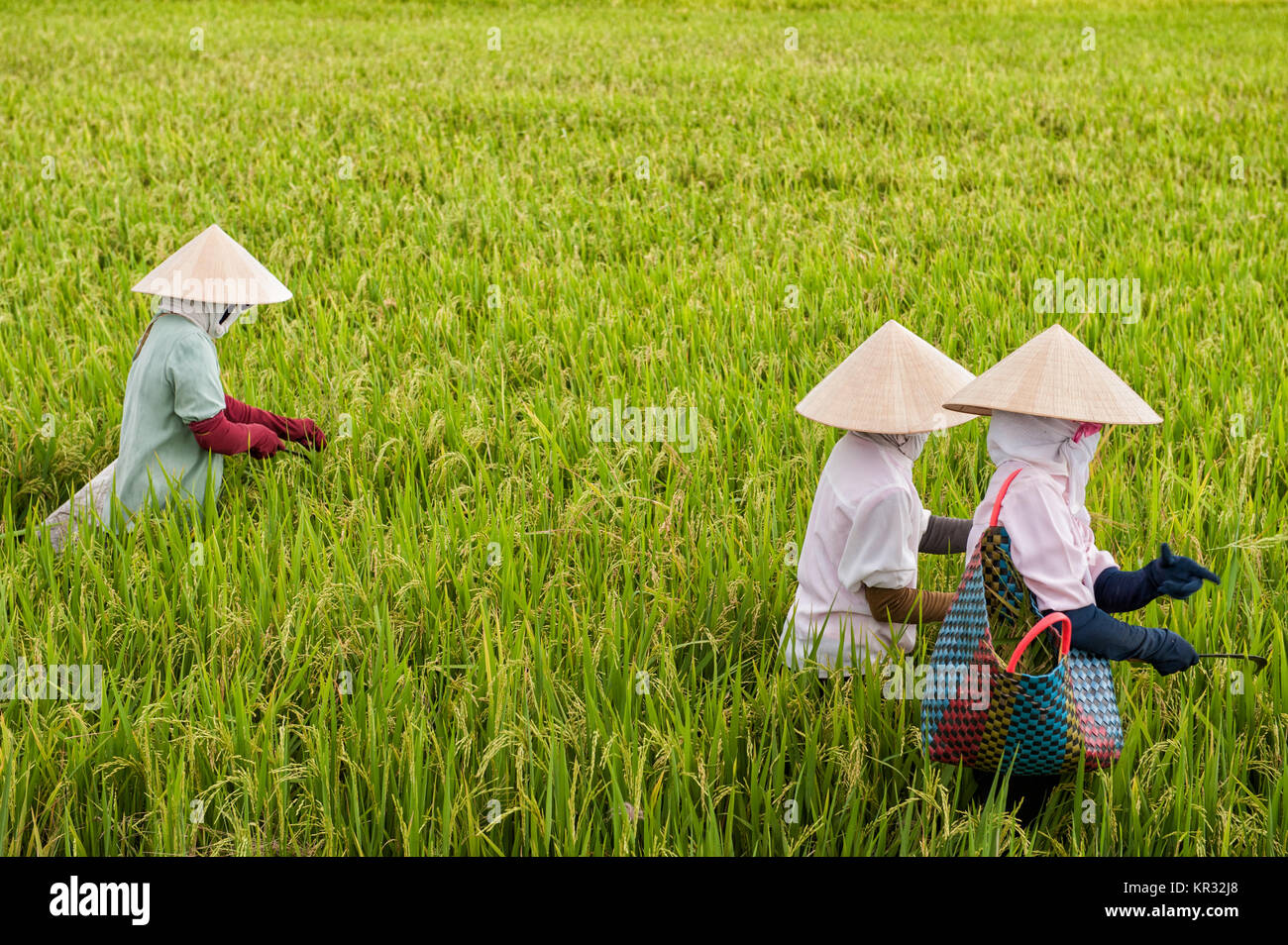 Rice paddy vietnam conical hat hi-res stock photography and images - Alamy