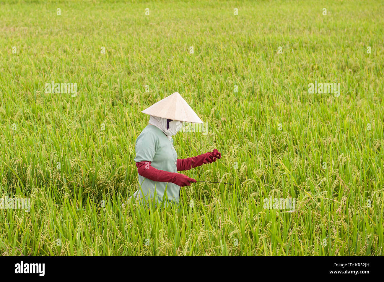 Mekong delta rice paddy field worker hi-res stock photography and ...