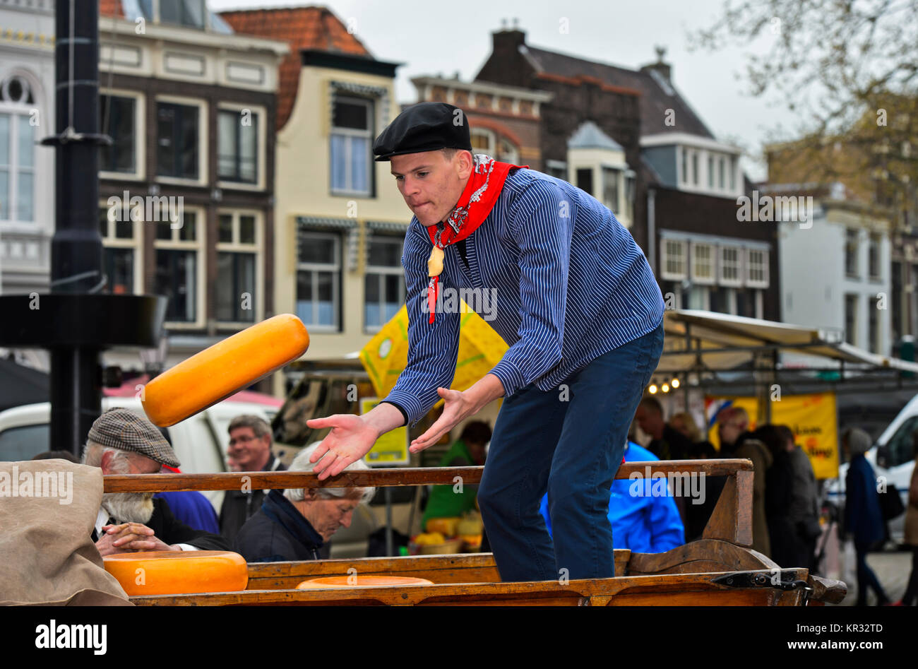 Dutch cheese boys loading Gouda cheese truckles at the cheese market ...