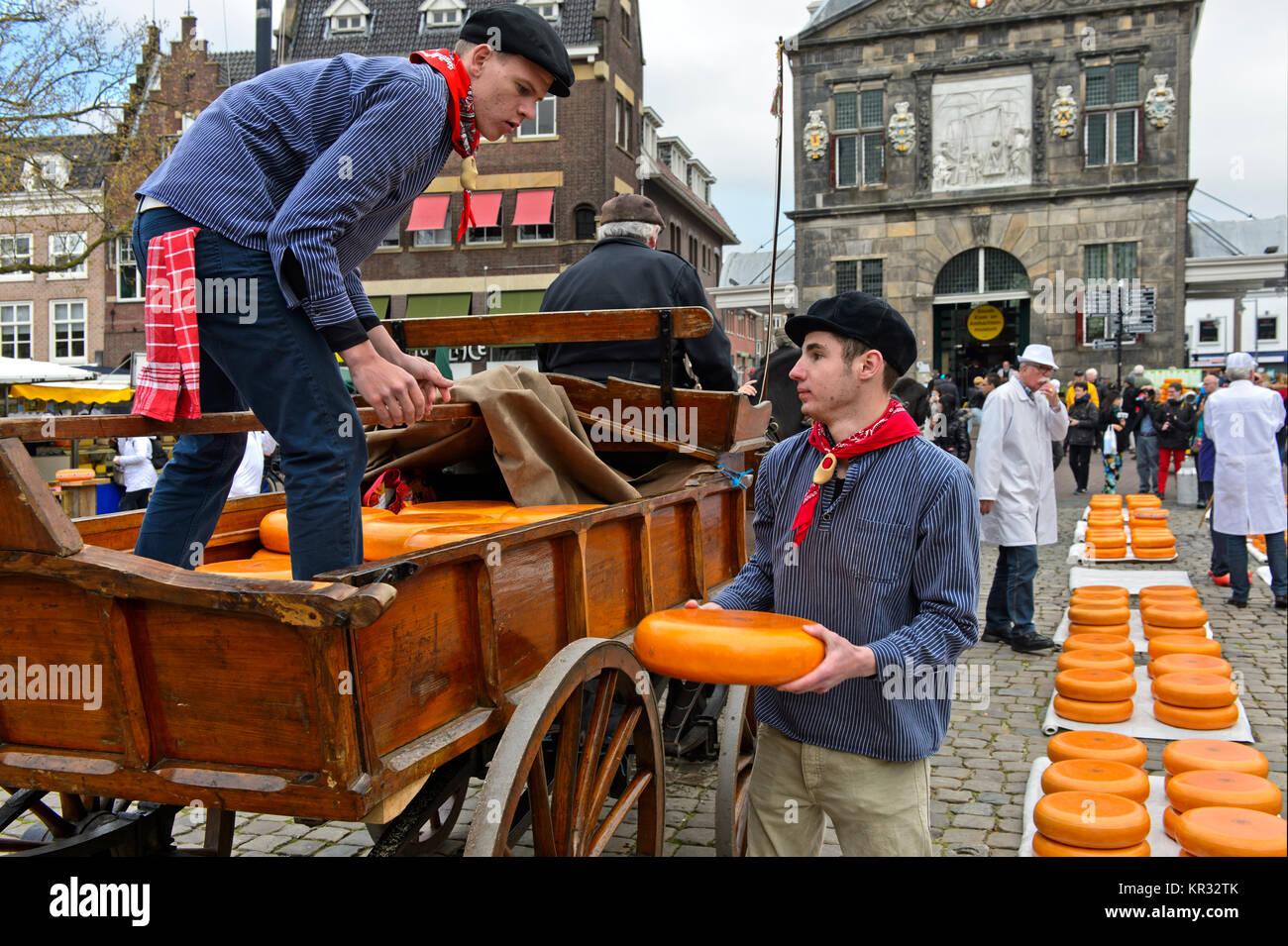 Dutch cheese boys loading Gouda cheese truckles at the cheese market ...