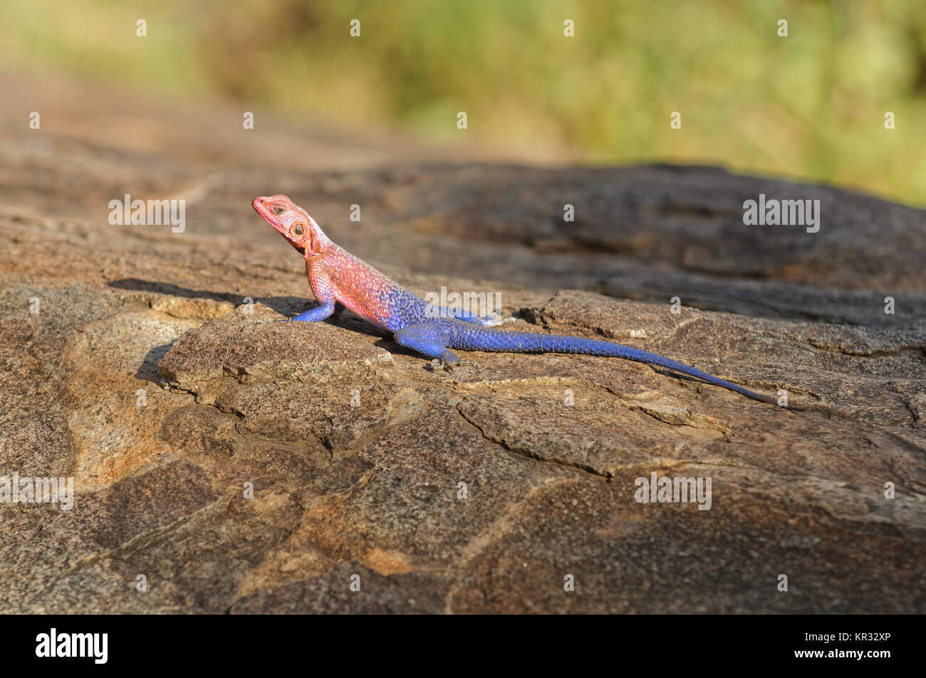 Closeup of Agama lizard (scientific name: Agama agama or "Mjusi kafiri ...