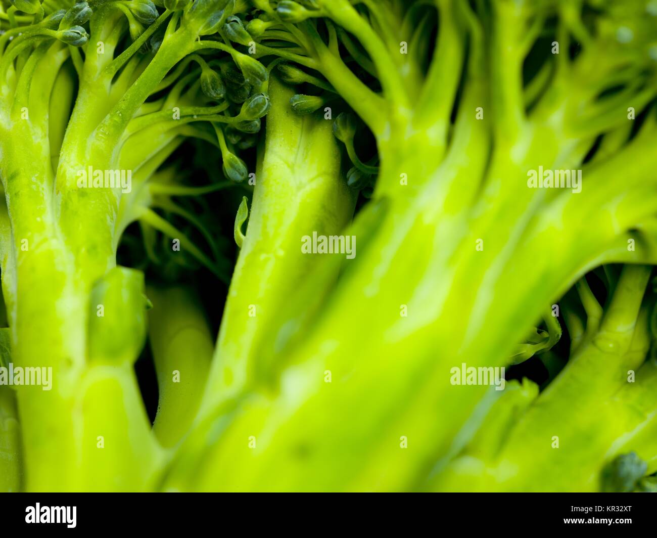 stalk of broccoli Stock Photo - Alamy
