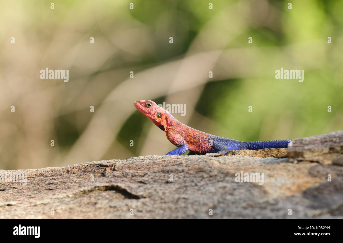 Closeup of Agama lizard (scientific name: Agama agama or "Mjusi kafiri ...