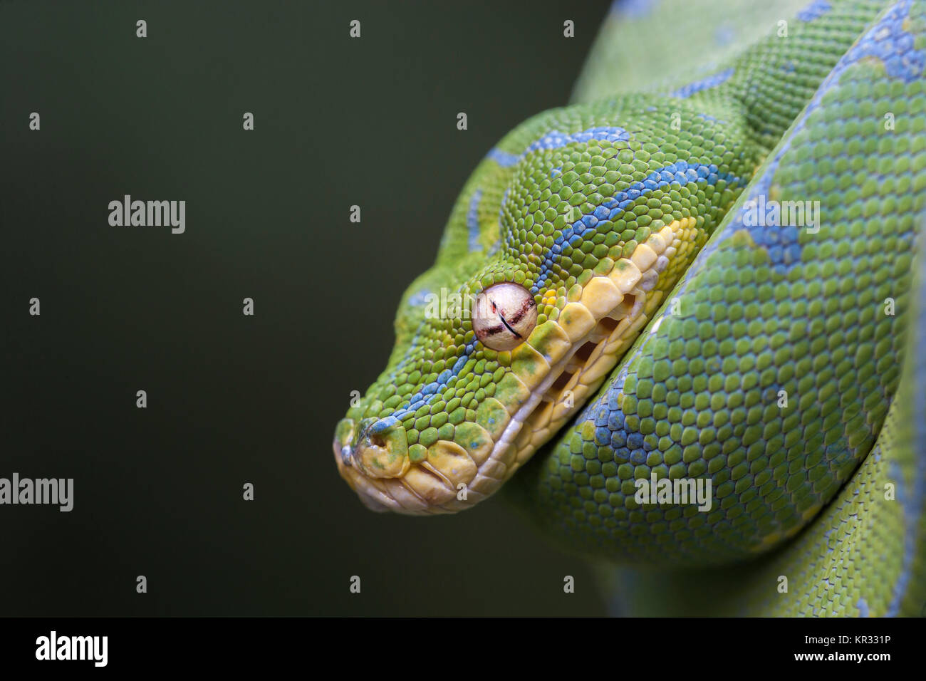Australian tree snake blue hi-res stock photography and images - Alamy
