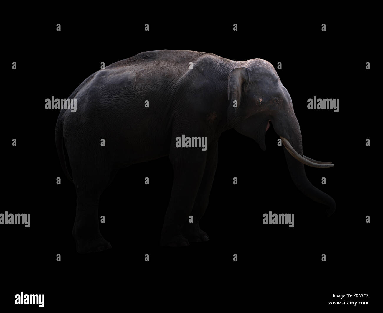 male elephant standing at night time Stock Photo - Alamy