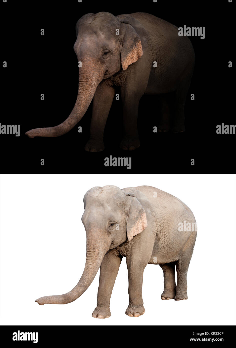 female asia elephant in the dark and white background Stock Photo - Alamy