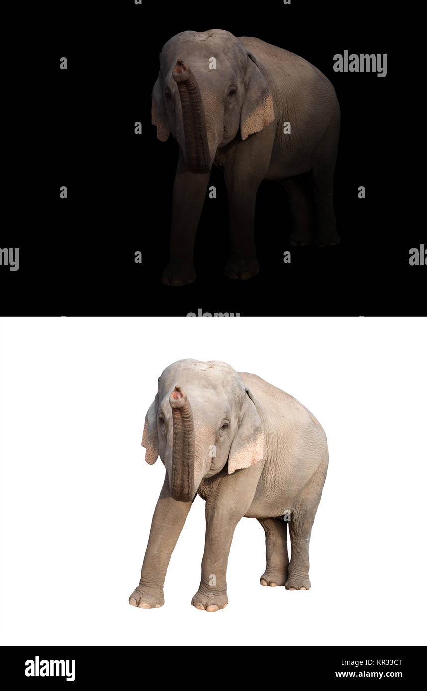 female asia elephant in the dark and white background Stock Photo - Alamy