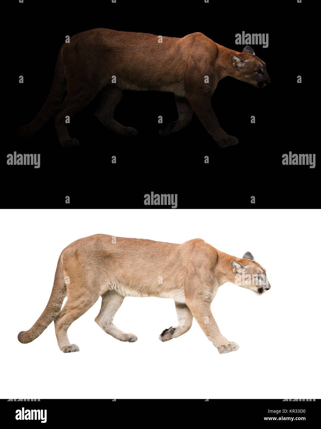 puma (Panthera onca) in the dark and white background Stock Photo - Alamy