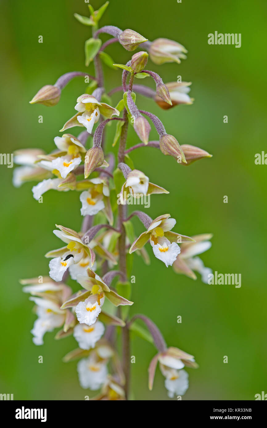 White swamp root hi-res stock photography and images - Alamy