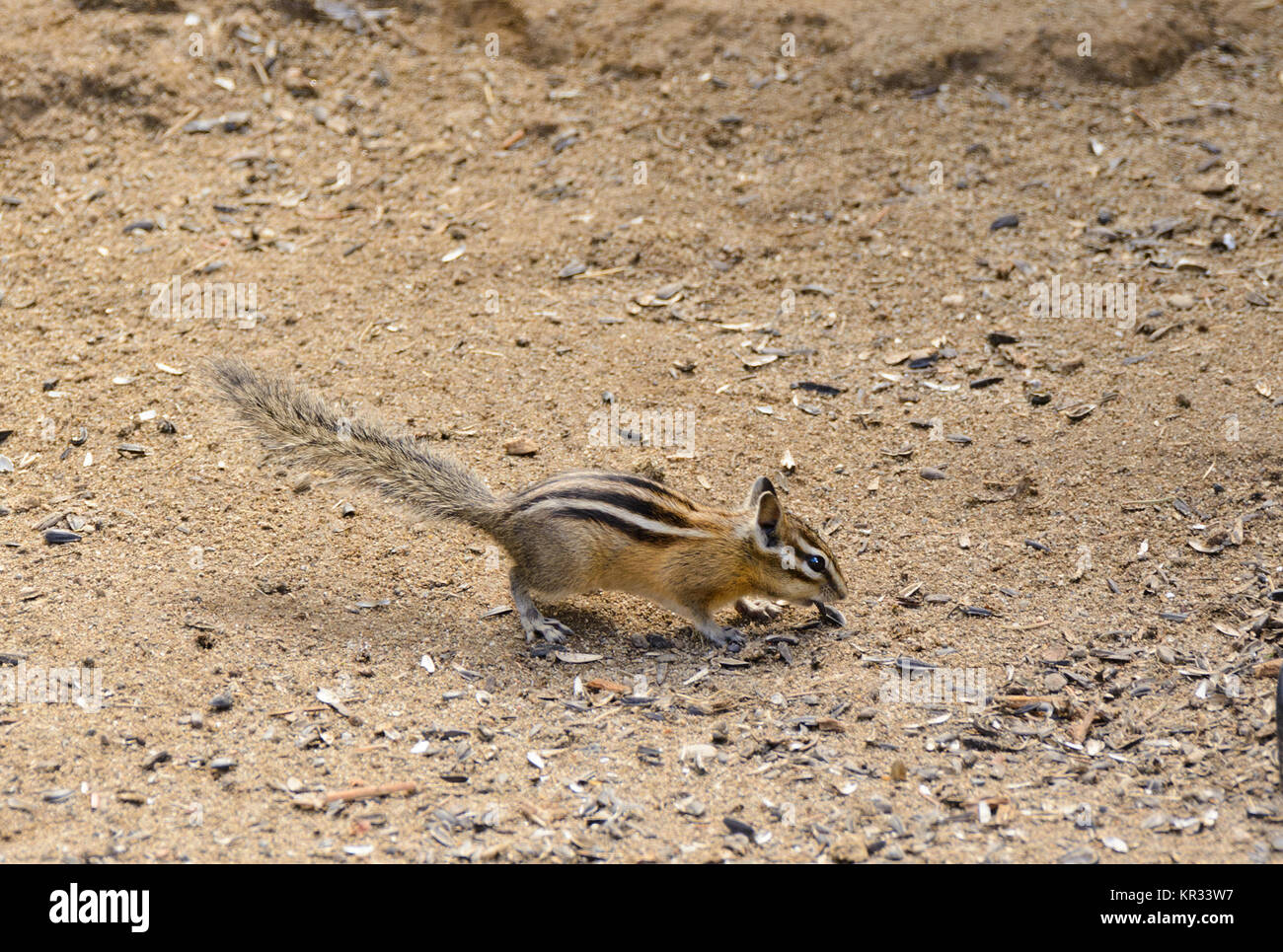Chipmunk species hi-res stock photography and images - Alamy