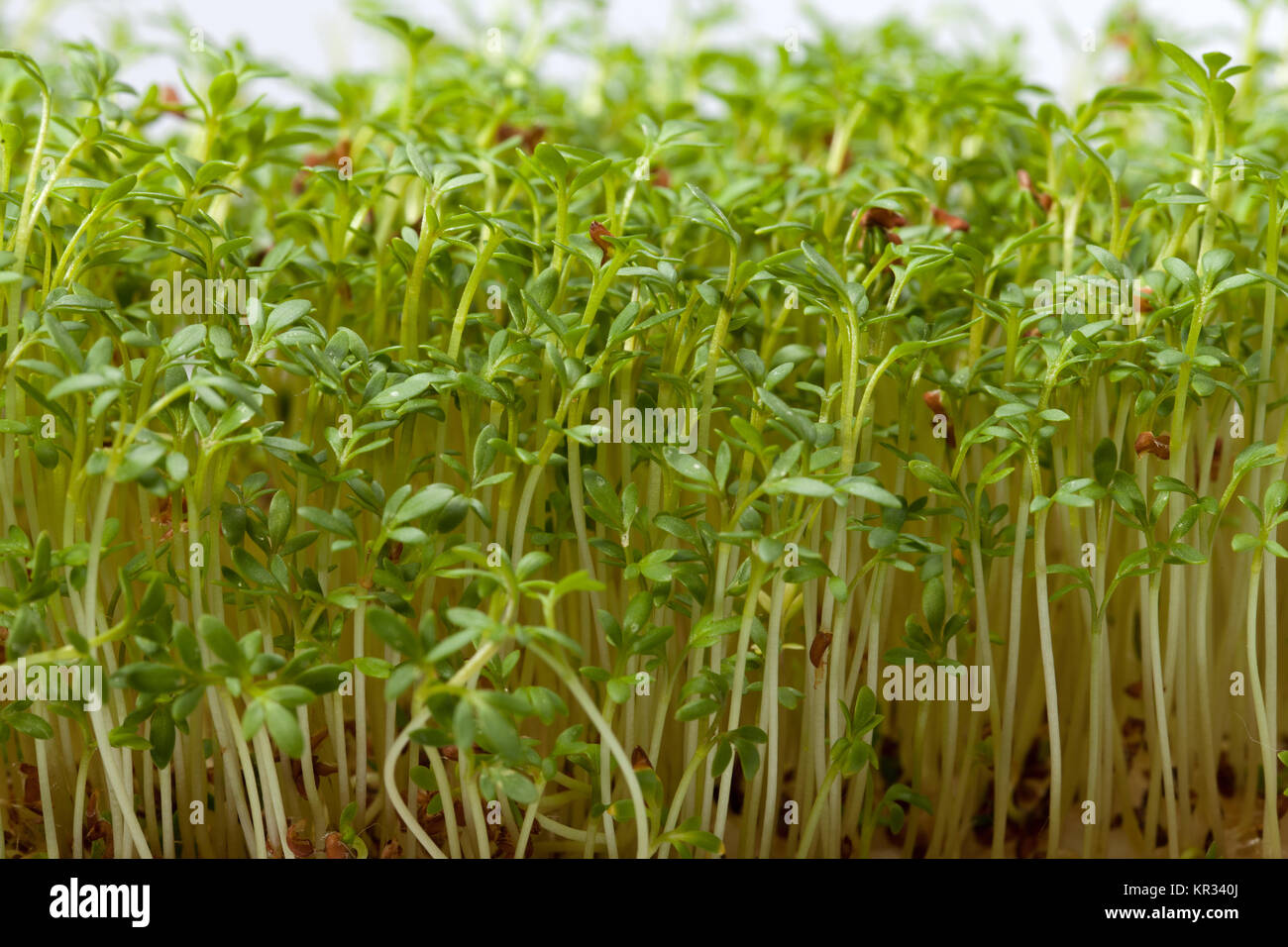 Cress seedlings isolated on white background Stock Photo - Alamy