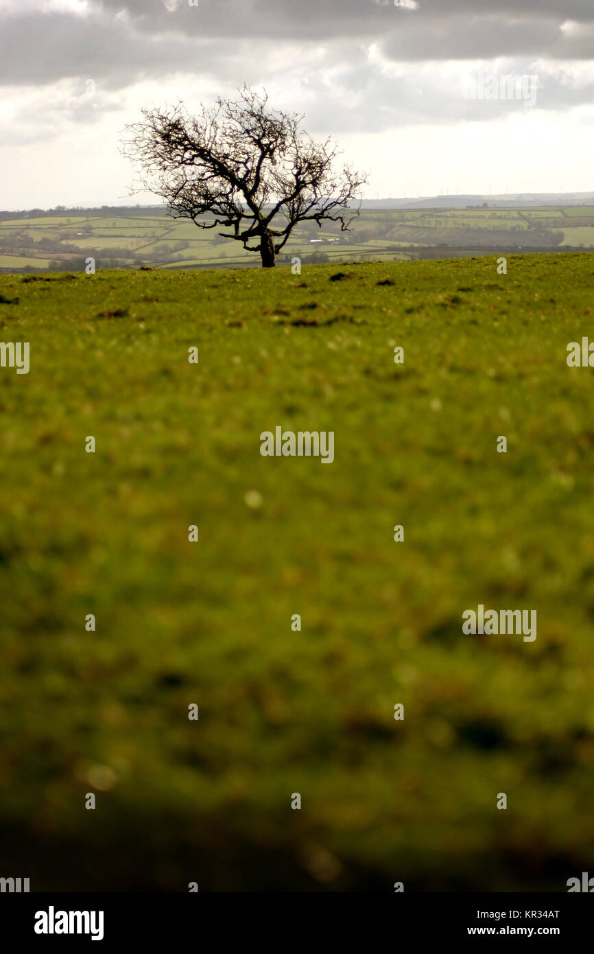 Welsh lonely tree hi-res stock photography and images - Alamy
