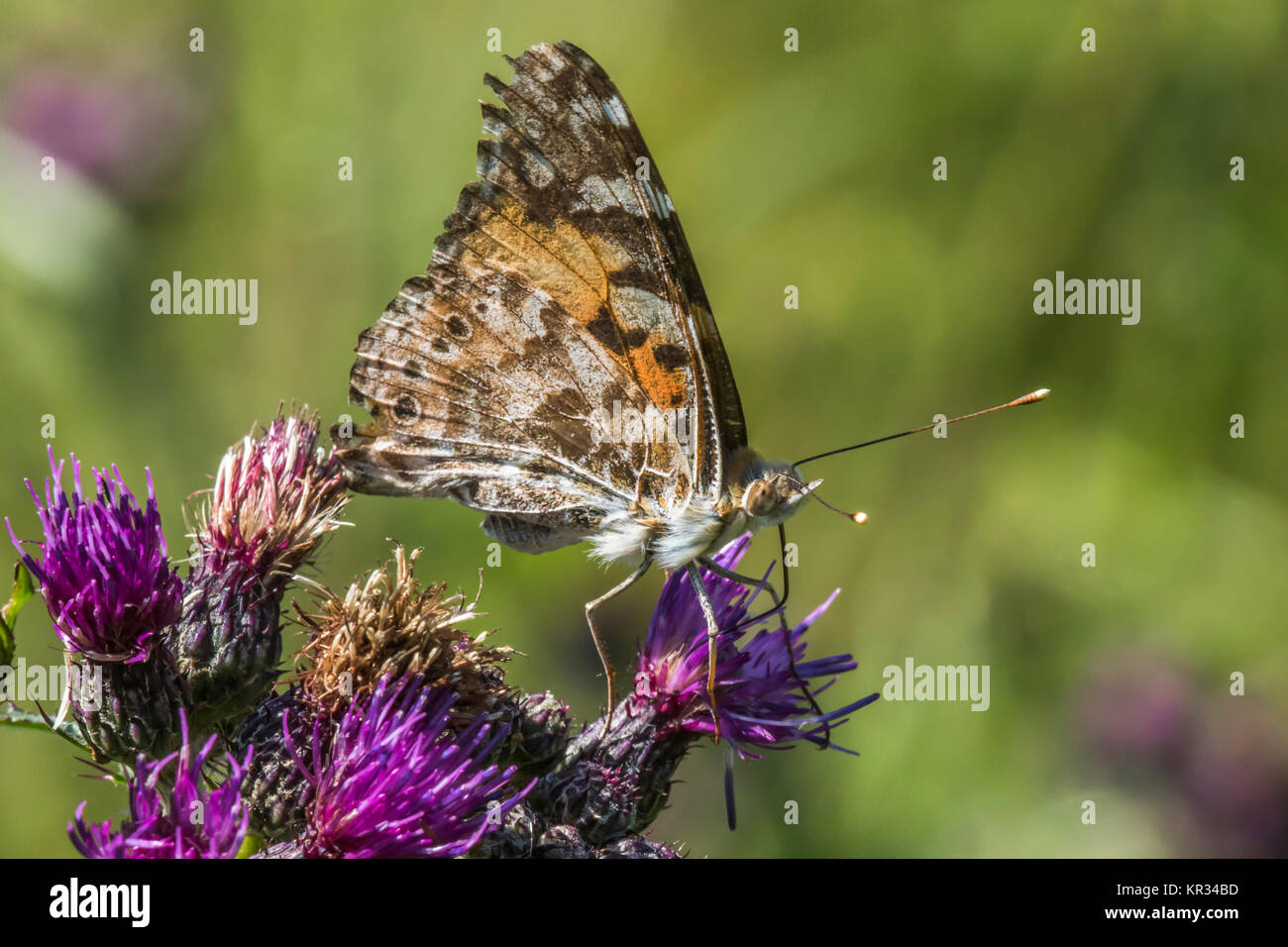 painted lady (vanessa cardui Stock Photo - Alamy