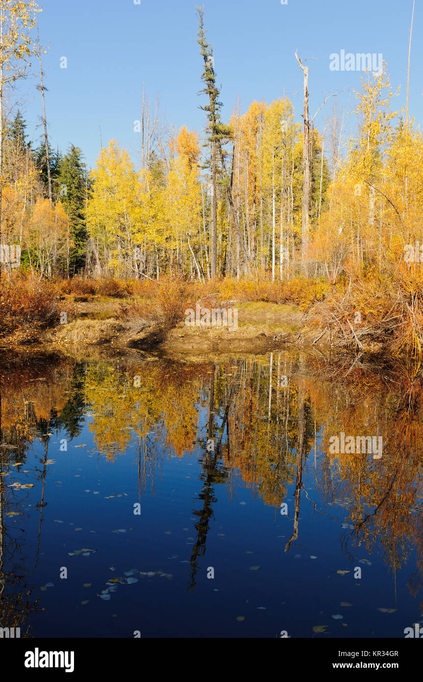 Fall colors around Moose Lake in Northern Idaho Stock Photo - Alamy