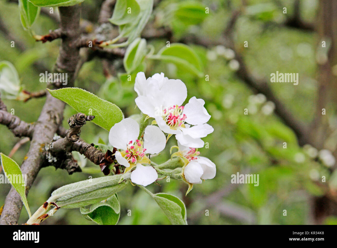 Apple Tree In Bloom In Spring Stock Photo - Alamy
