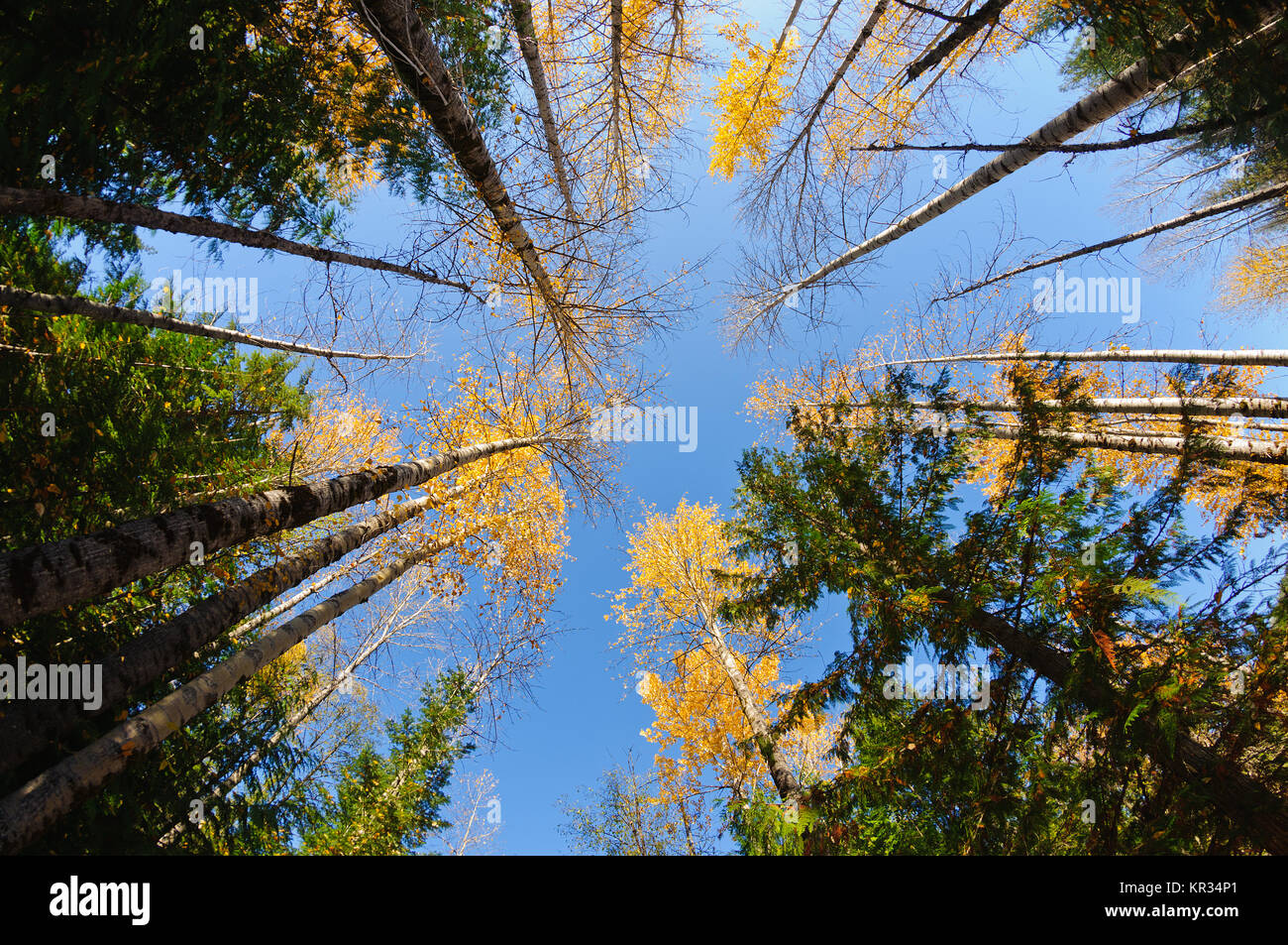 Fall colors around Moose Lake in Northern Idaho taken looking up with a ...