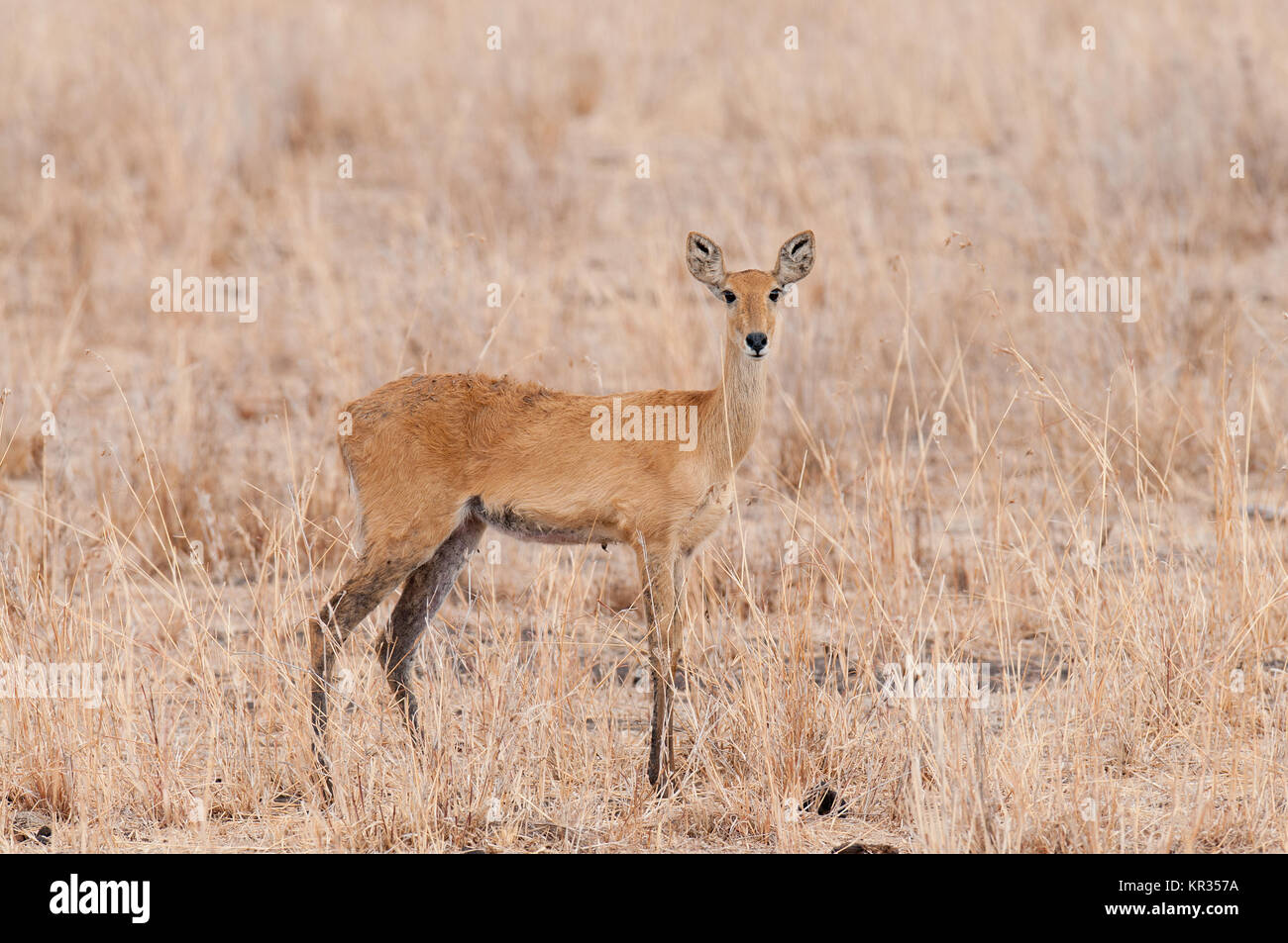 Bohor reedbuck female redunca redunca hi-res stock photography and ...