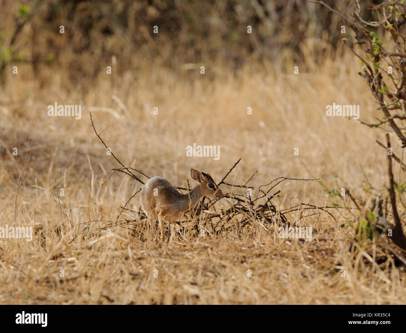 Closeup of Kirk's Dik-dik (scientific name: Madoqua , or "Dikidiki" in ...