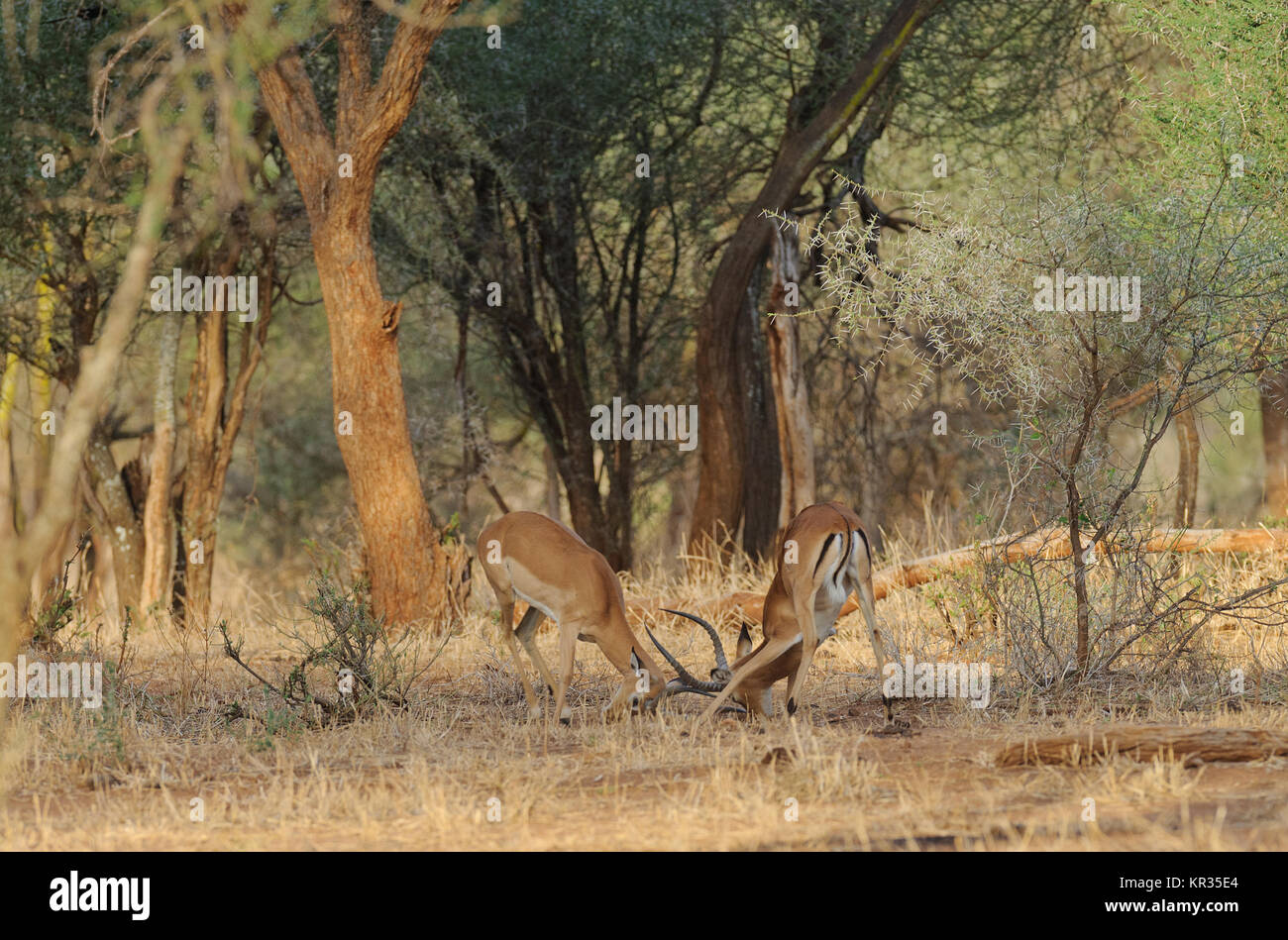 Impala fighting in the wild hi-res stock photography and images - Alamy