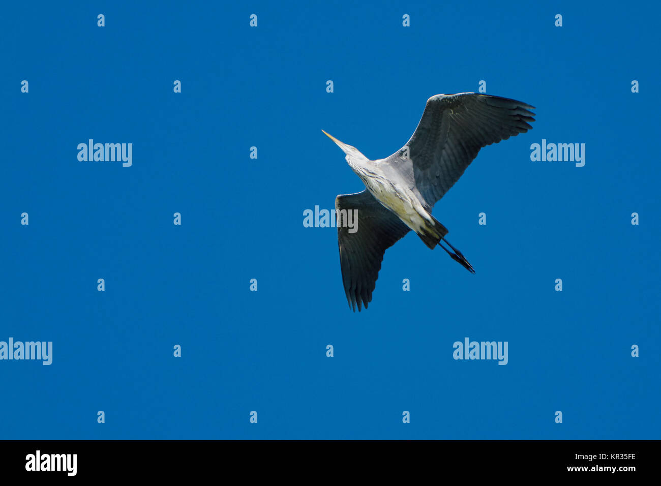 Heron in flight Stock Photo - Alamy