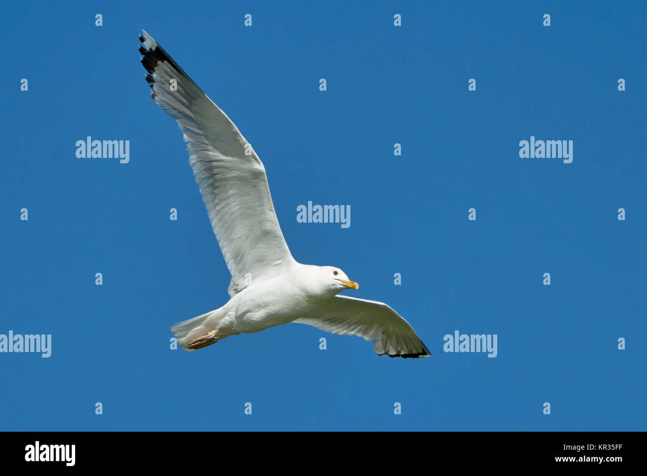 Seagull in flight Stock Photo - Alamy