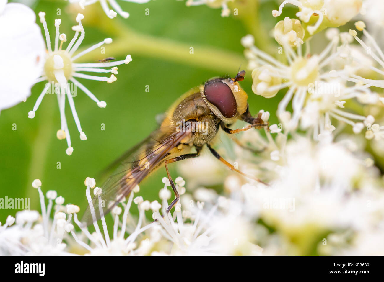Insect details hi-res stock photography and images - Alamy