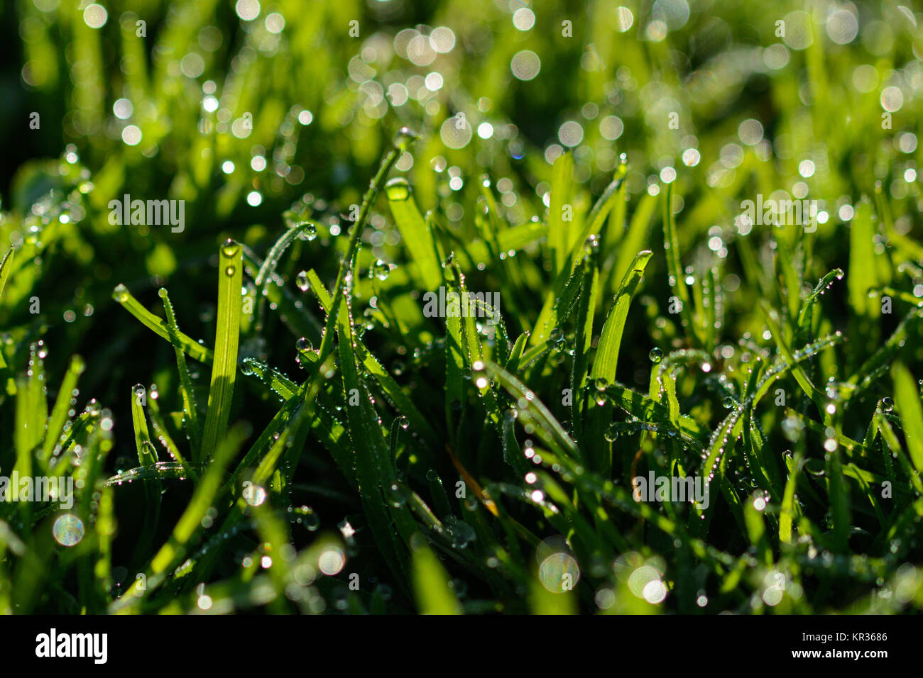 Wide grass blades hi-res stock photography and images - Alamy