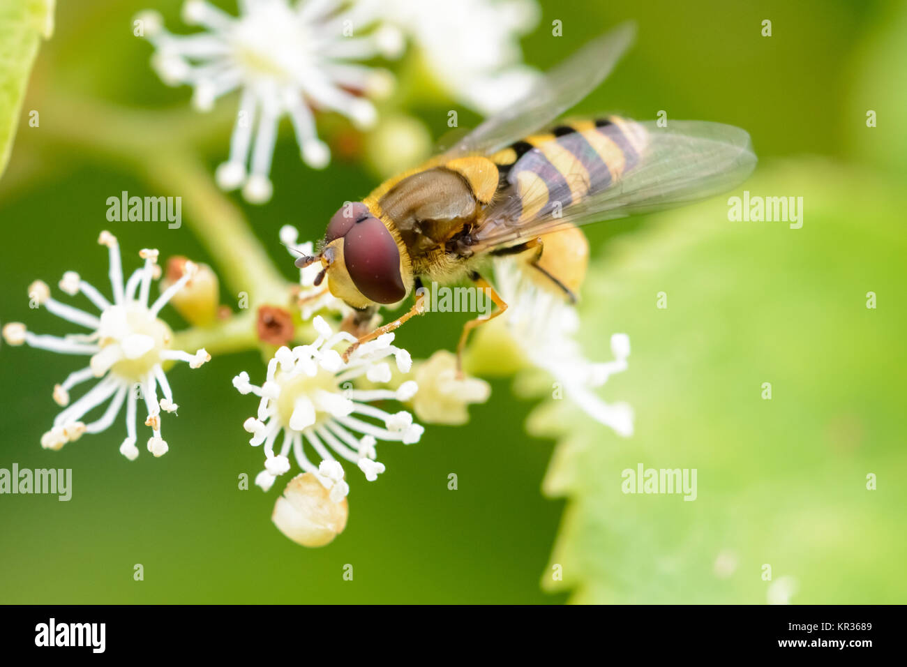 Tiny insect details hi-res stock photography and images - Alamy
