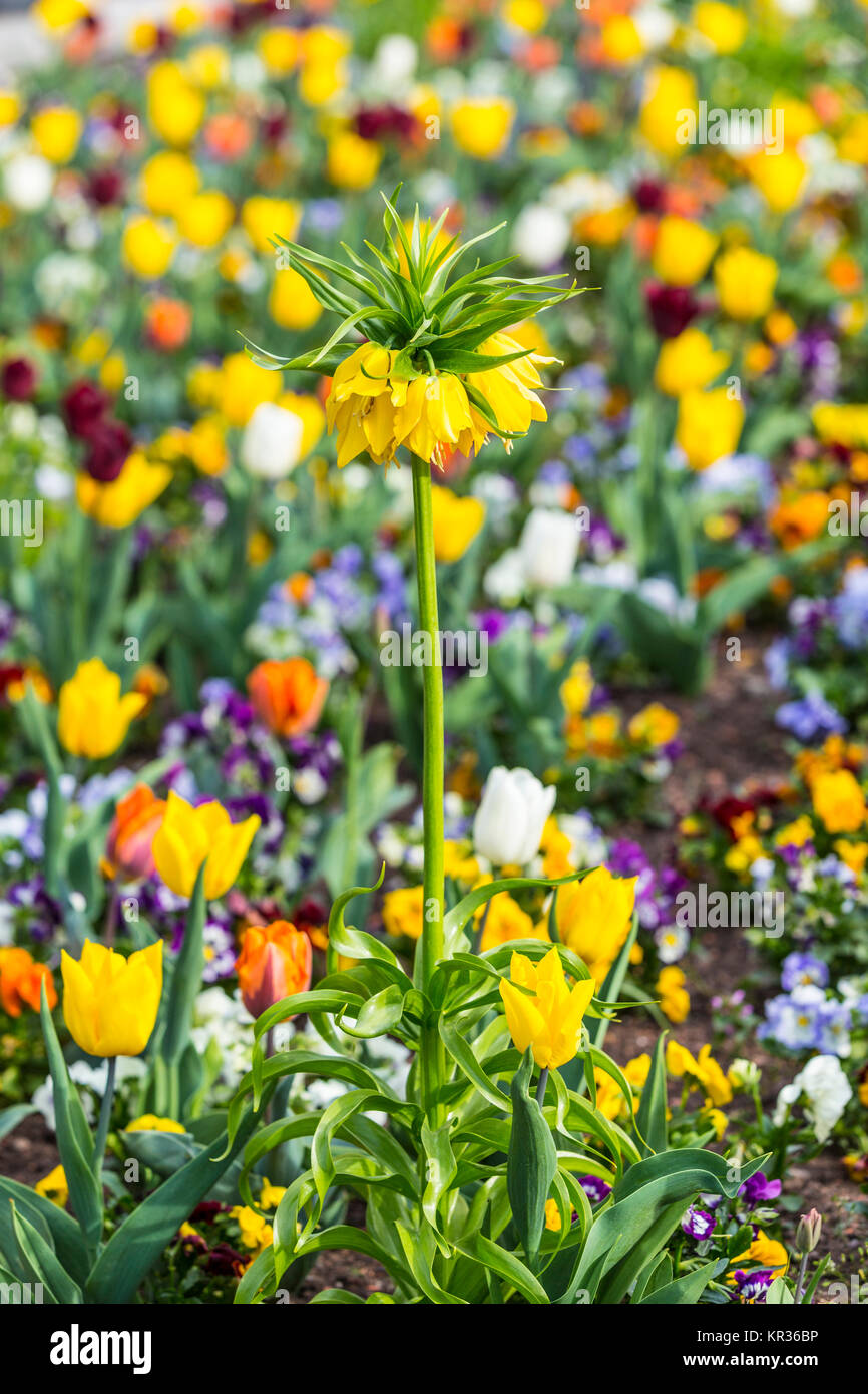 Exotic yellow flower on green field Stock Photo - Alamy