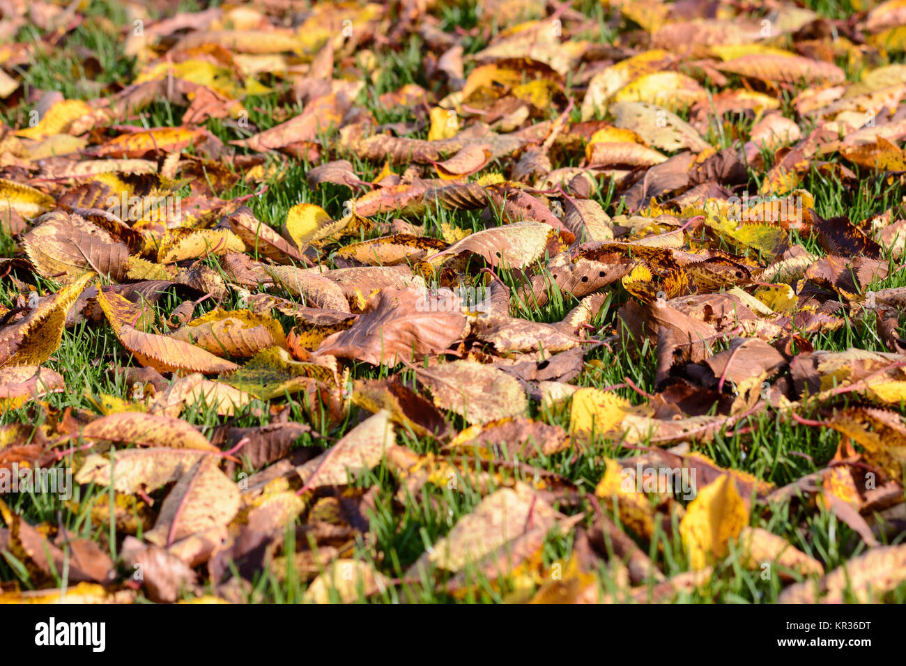 Autum backdrop hi-res stock photography and images - Alamy