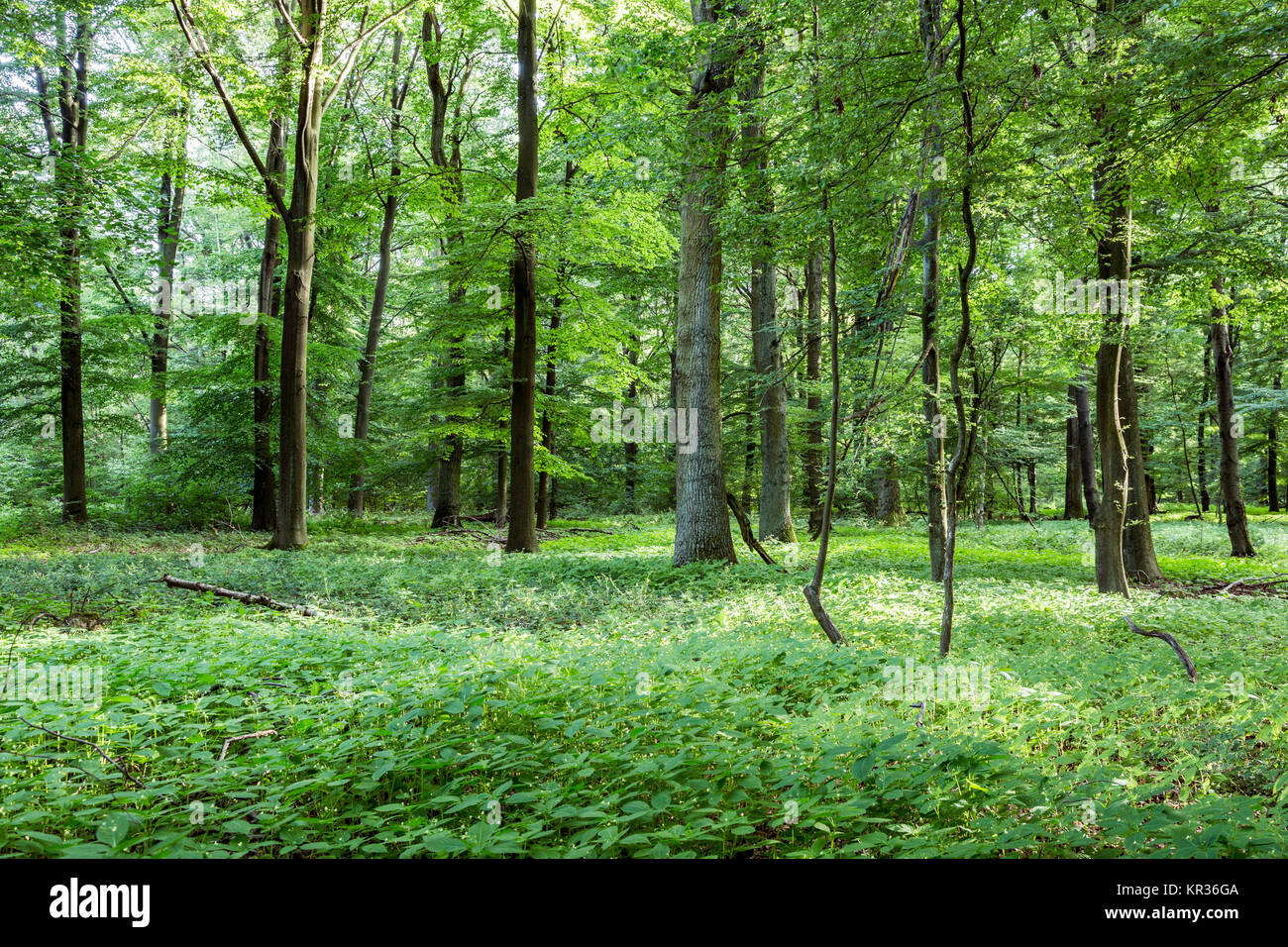 scenic oak forest in Germany fives a harmonic background Stock Photo ...