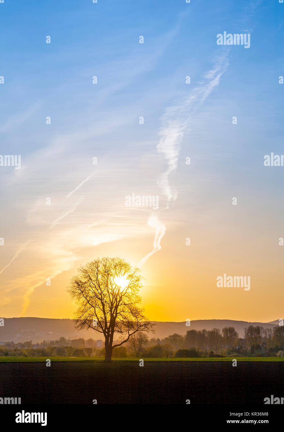 romantic sunset with blue sky and tree Stock Photo - Alamy