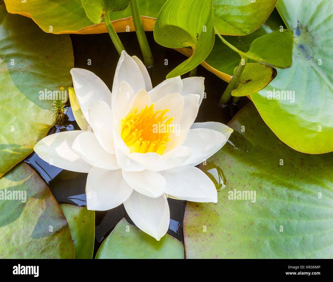 Japanese white lotus water lily in lake Stock Photo - Alamy