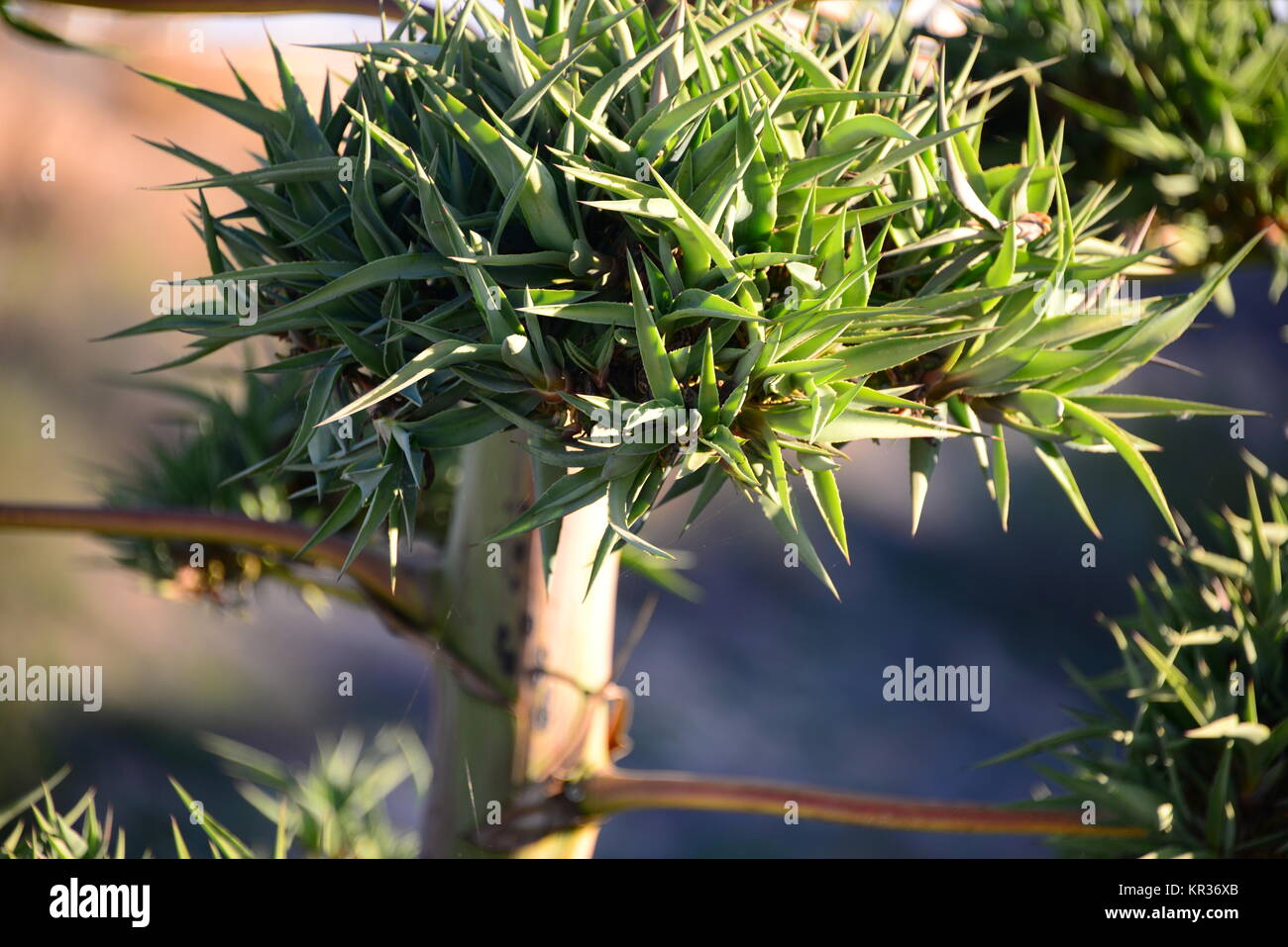 agave in spain Stock Photo - Alamy