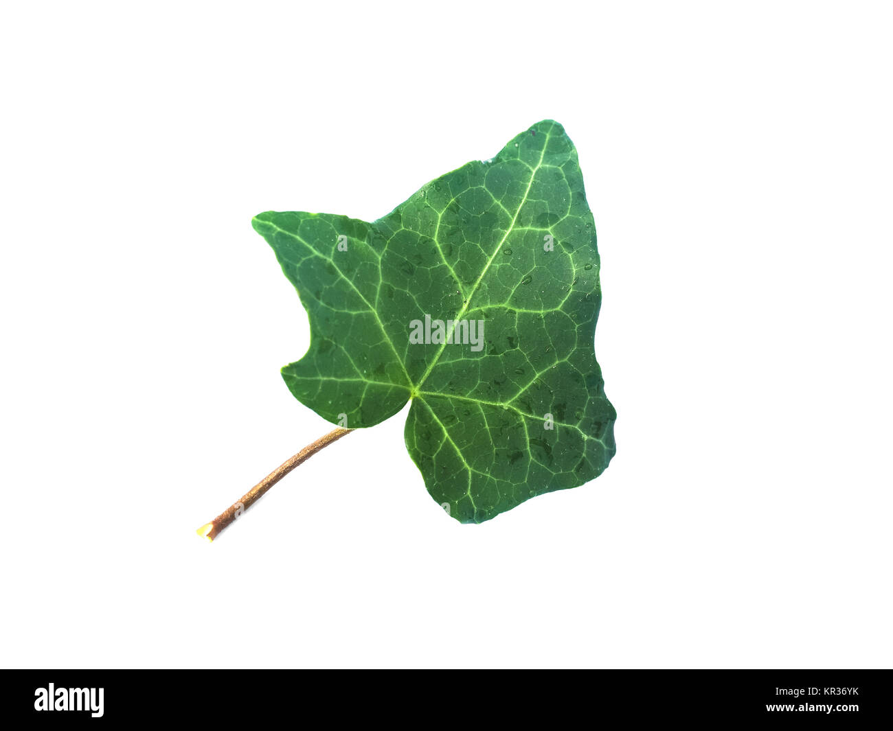 Ivy vegetation Cut Out Stock Images & Pictures - Alamy