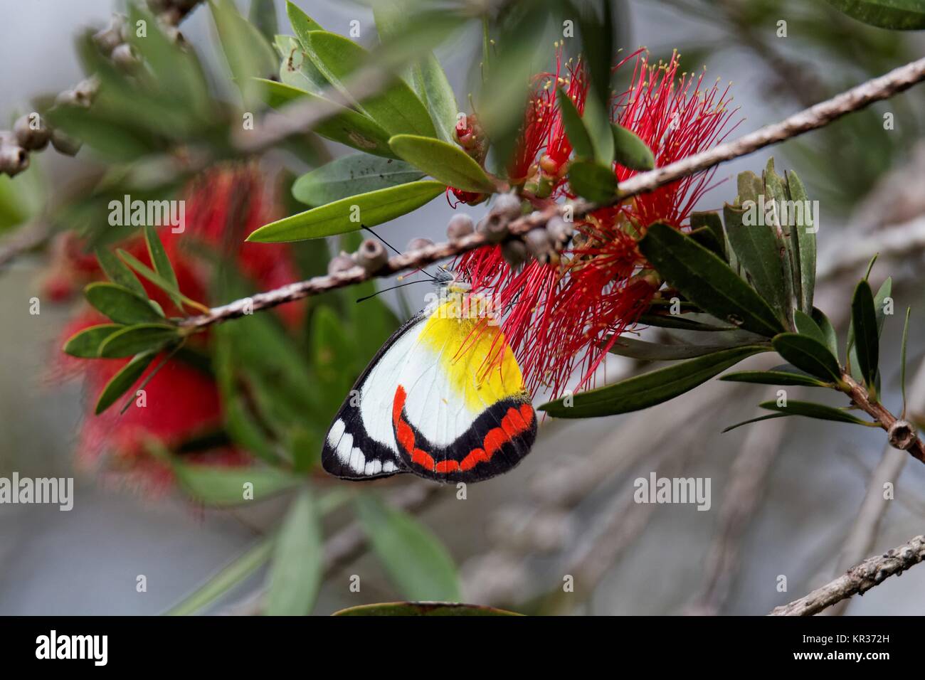 union jack butterfly Stock Photo - Alamy