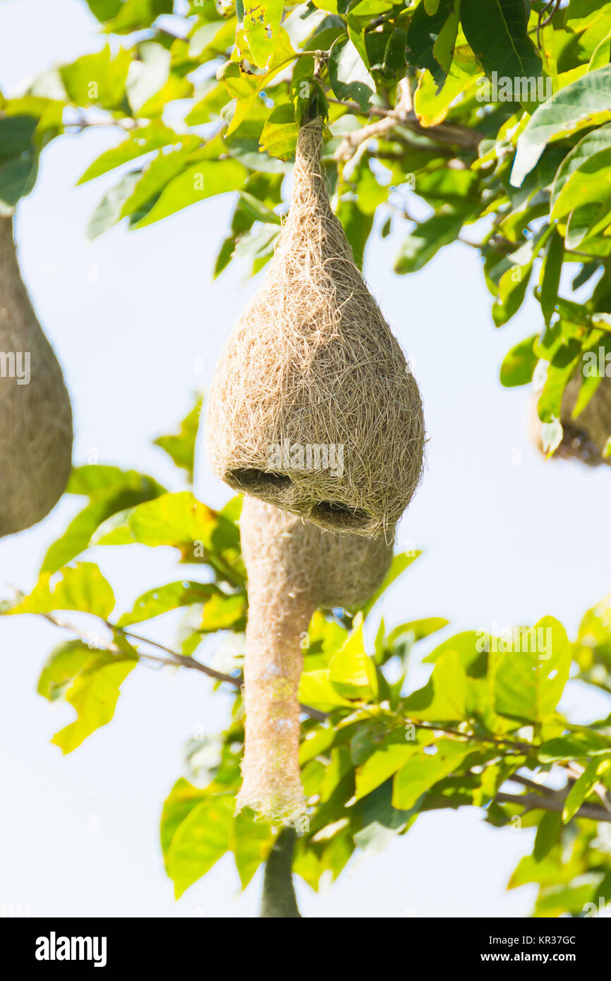 Baya weaver bird nest Stock Photo - Alamy