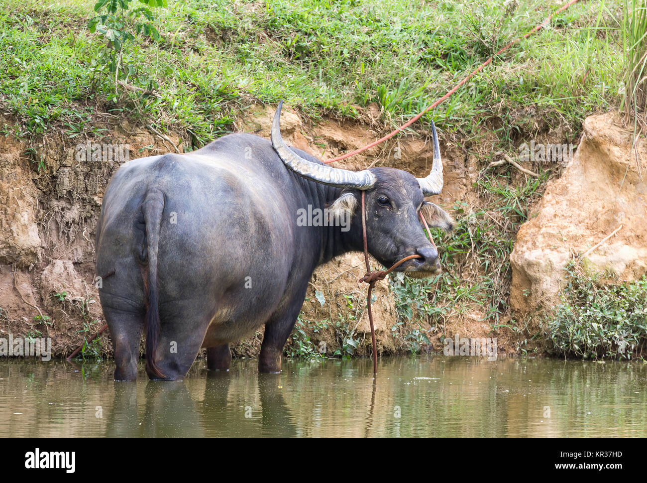 Buffalo in swamp Stock Photo - Alamy
