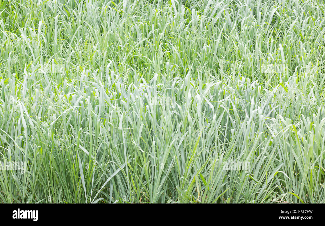 Close up Green grass field Stock Photo - Alamy