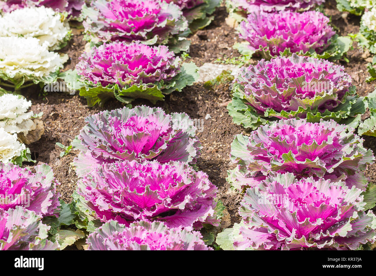 Fresh Cabbage (brassica oleracea) plant leaves Stock Photo - Alamy