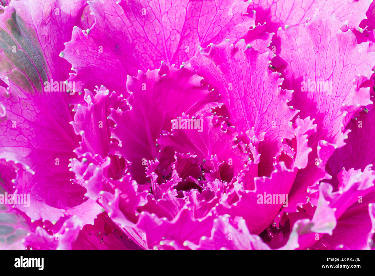 Close up fresh violet cabbage (brassica oleracea) plant leaves Stock ...