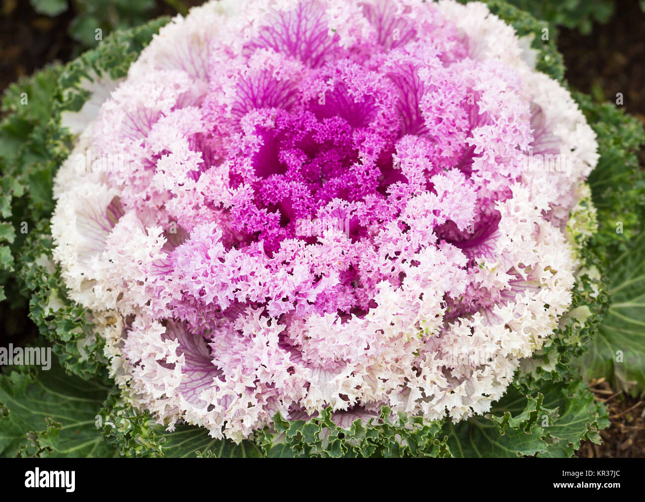 Close up fresh violet cabbage (brassica oleracea) plant leaves Stock ...