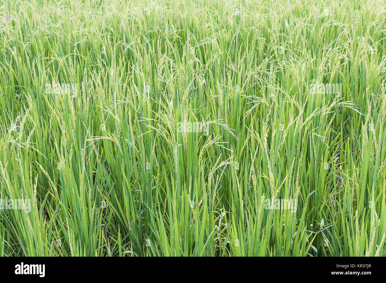 Close up paddy field Stock Photo - Alamy