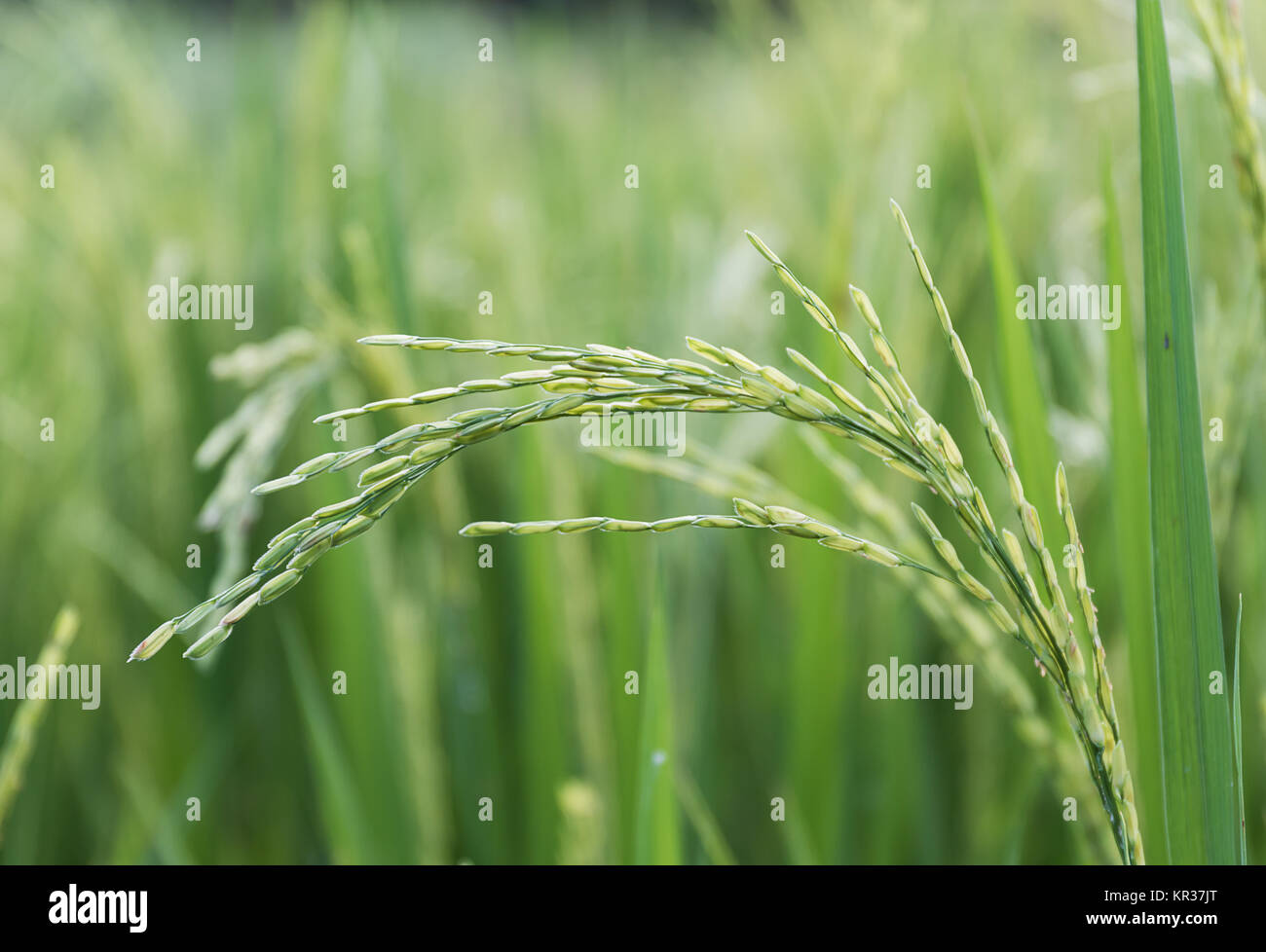 Close up paddy field Stock Photo - Alamy