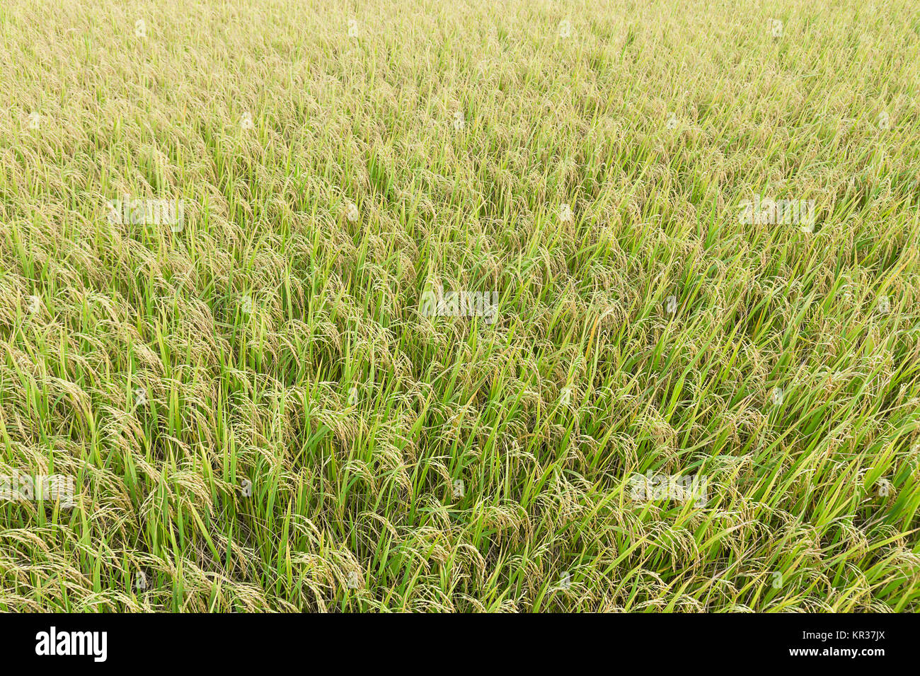Close up top view rice fields Stock Photo - Alamy