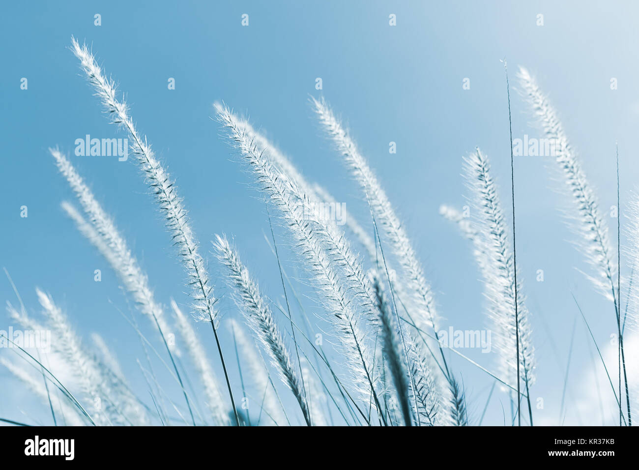 Cogon Grass on blue sky background Stock Photo - Alamy