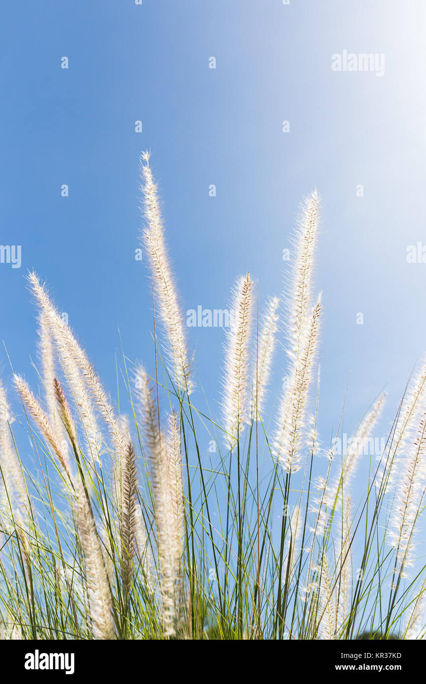 Cogon Grass on blue sky background Stock Photo - Alamy