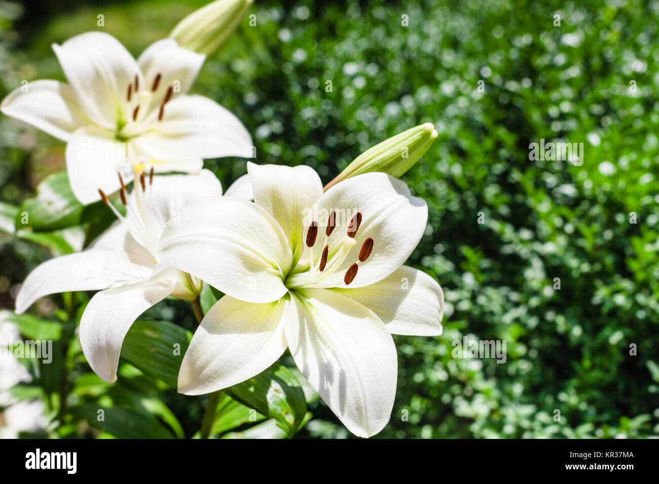 white flowers of Lilium in green garden Stock Photo - Alamy
