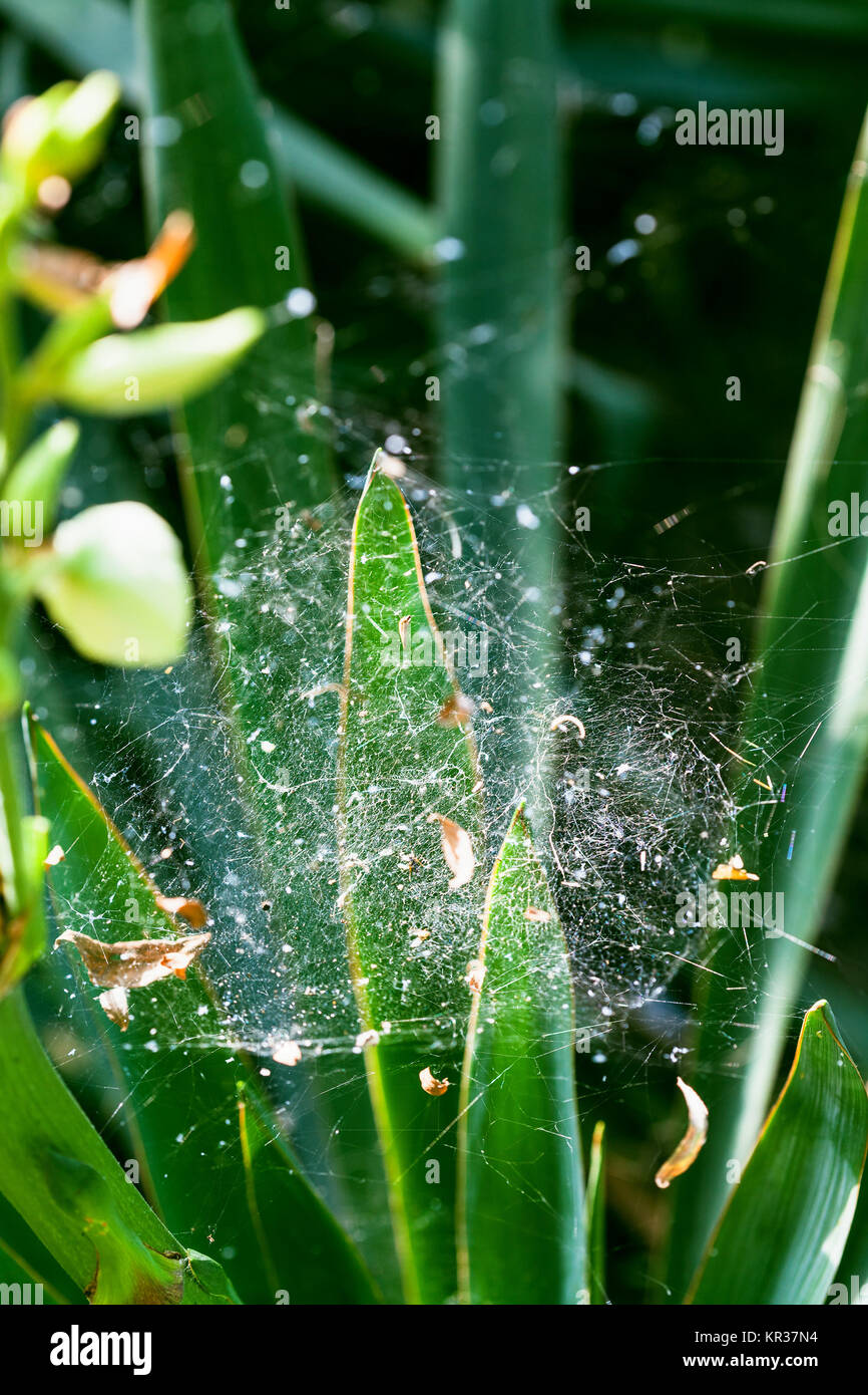 Spider peeking hi-res stock photography and images - Alamy