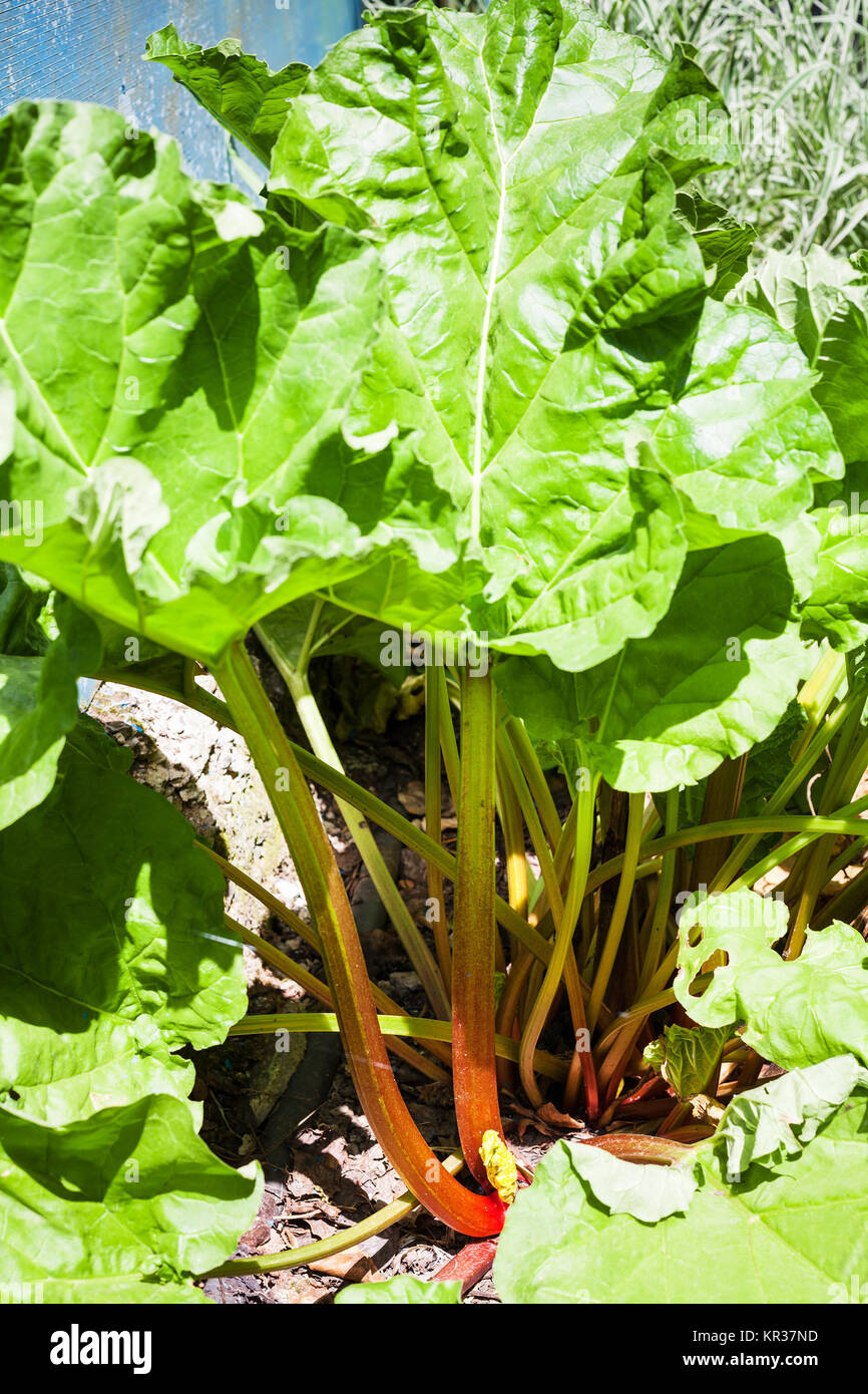 ripe Rheum plant (rhubarb, pieplant) in garden Stock Photo - Alamy